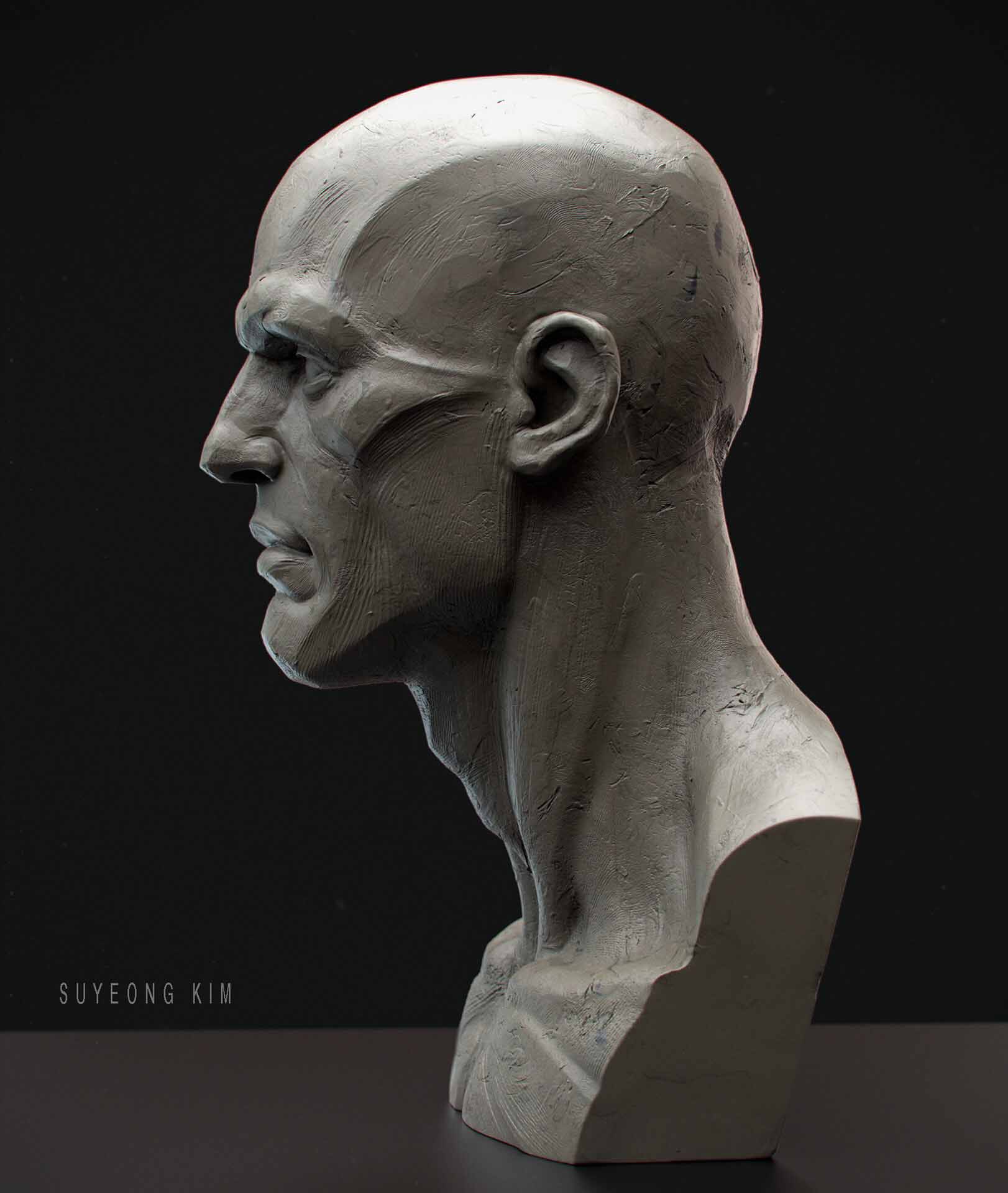 Male Anatomy Bust - Vertex Mode